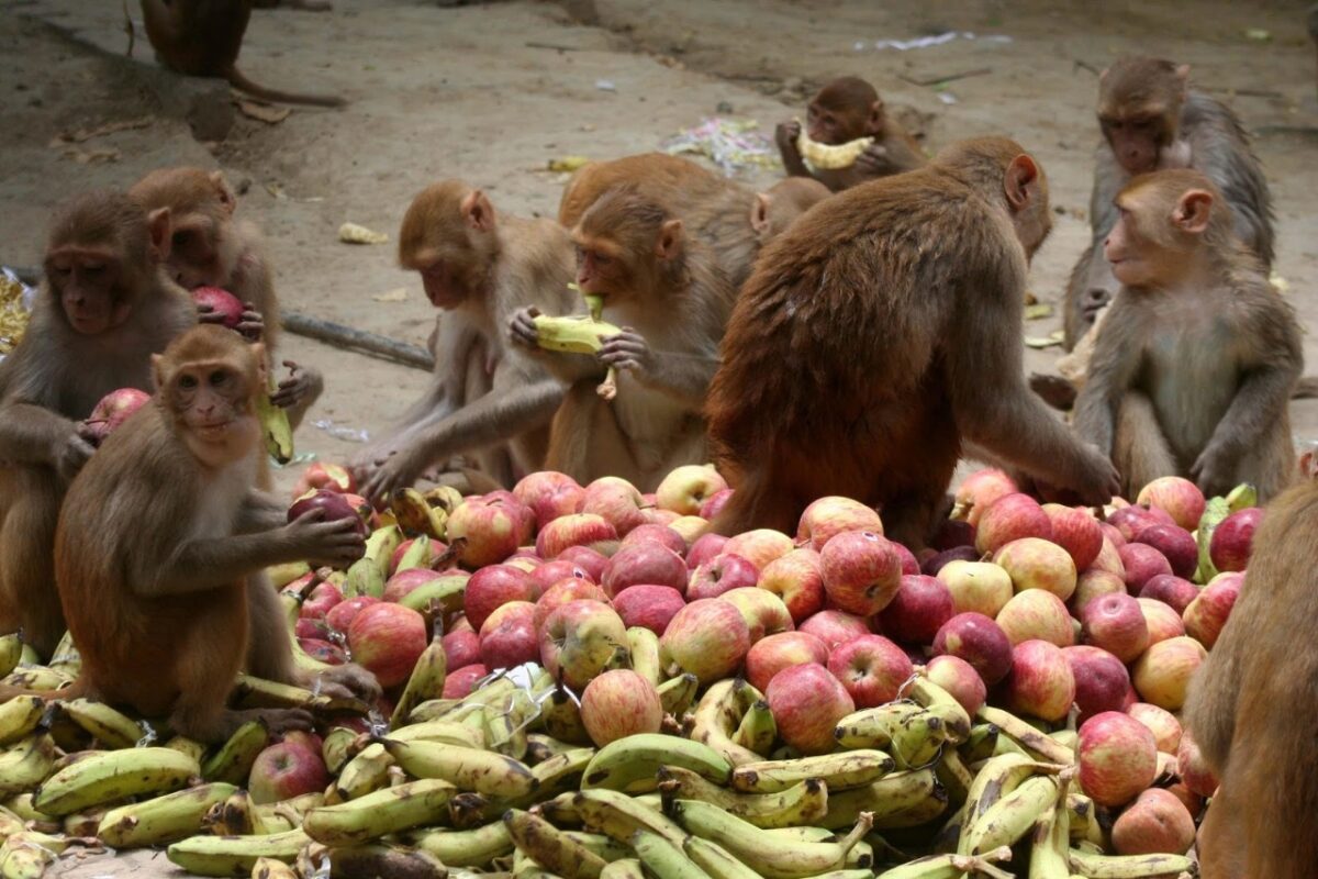Monkeys should be shifted to forest for creating havoc in the city of ...